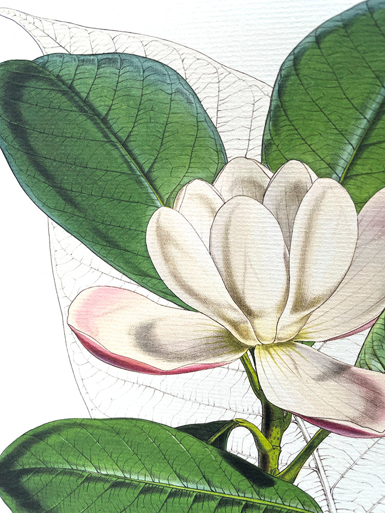 Talauma Hodgsoni - Illustration of Himalayan plants (Plate VI) – Cartes ...