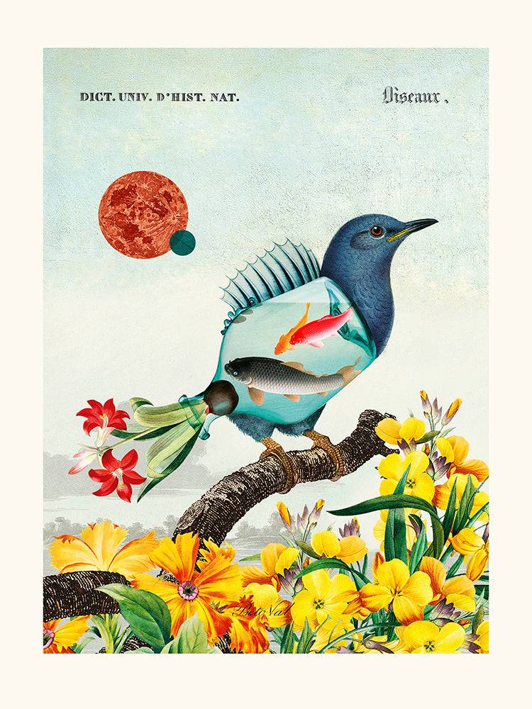 Transparent fish de Béto Val – Cartes-gravures.com