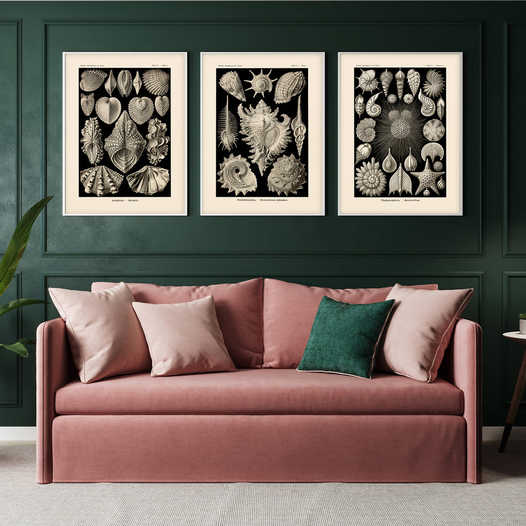 Thalamophora d'Ernst Haeckel – Cartes-gravures.com