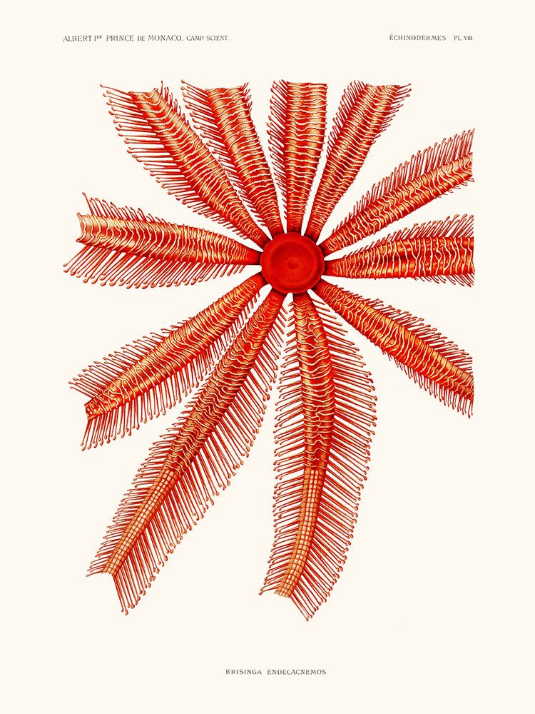 Echinodermes Brisinga Endecacnemos – Cartes-gravures.com