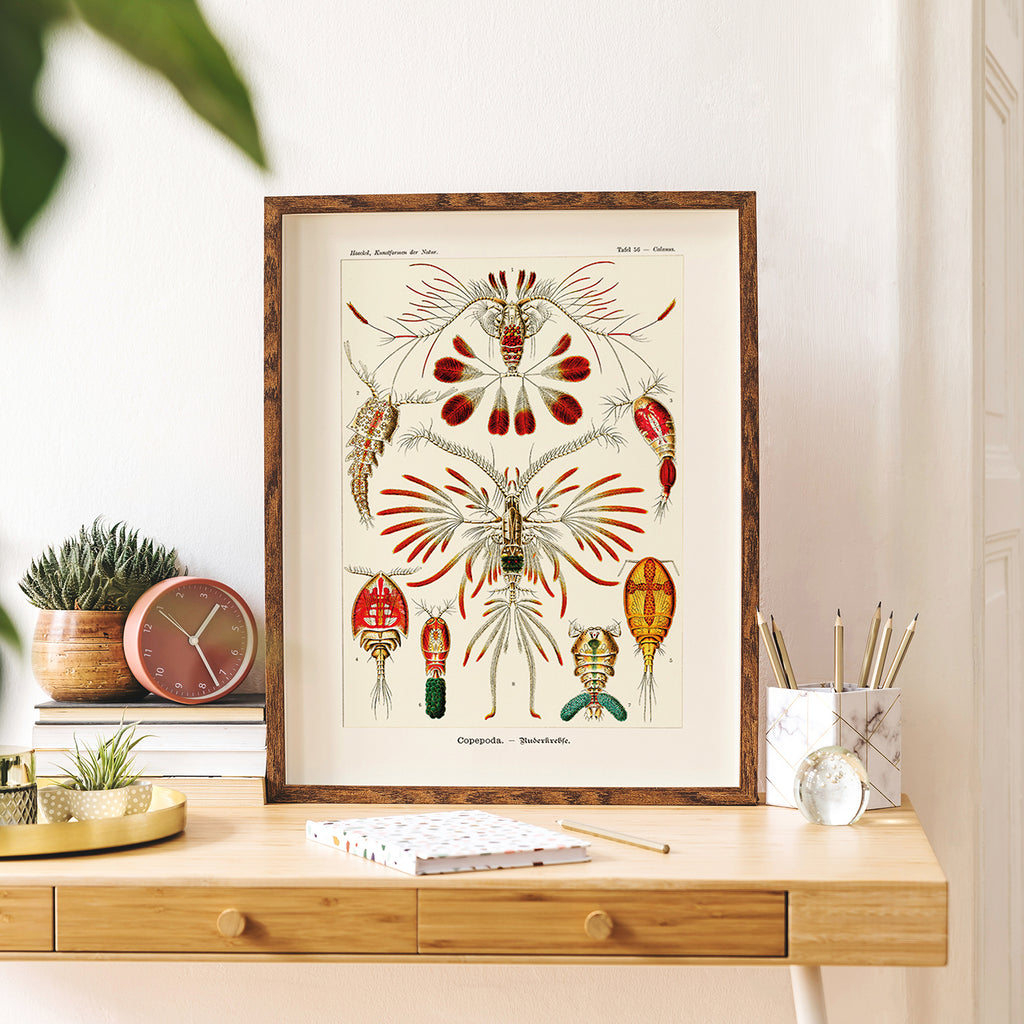 Copepoda d'Ernst Haeckel – Cartes-gravures.com