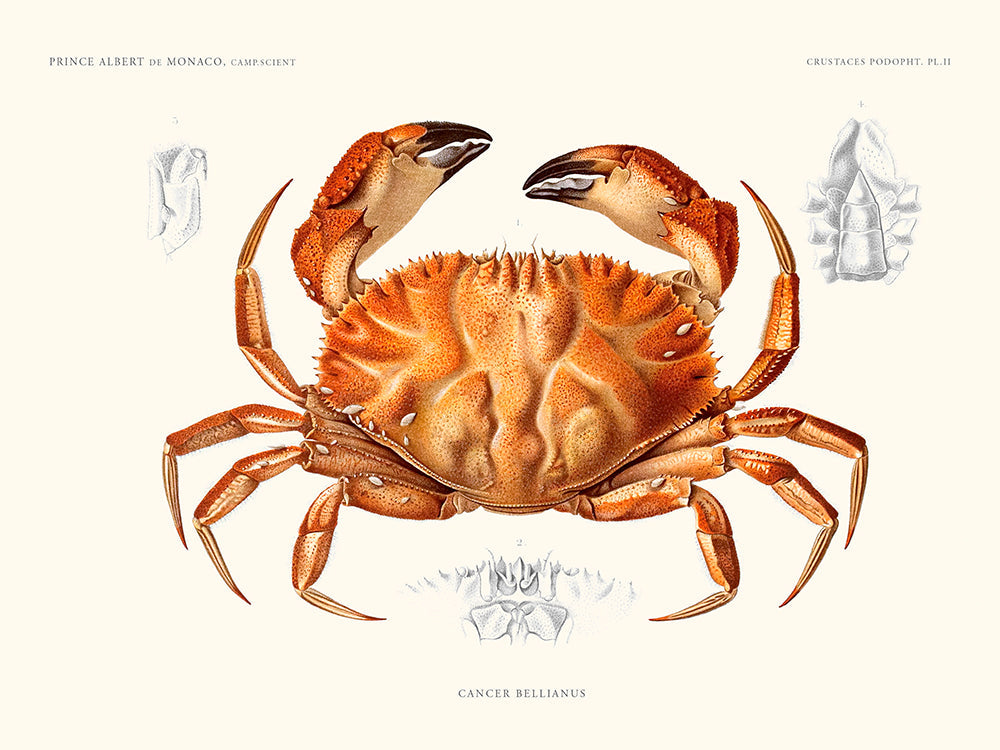 Crabe – Cartes-gravures.com