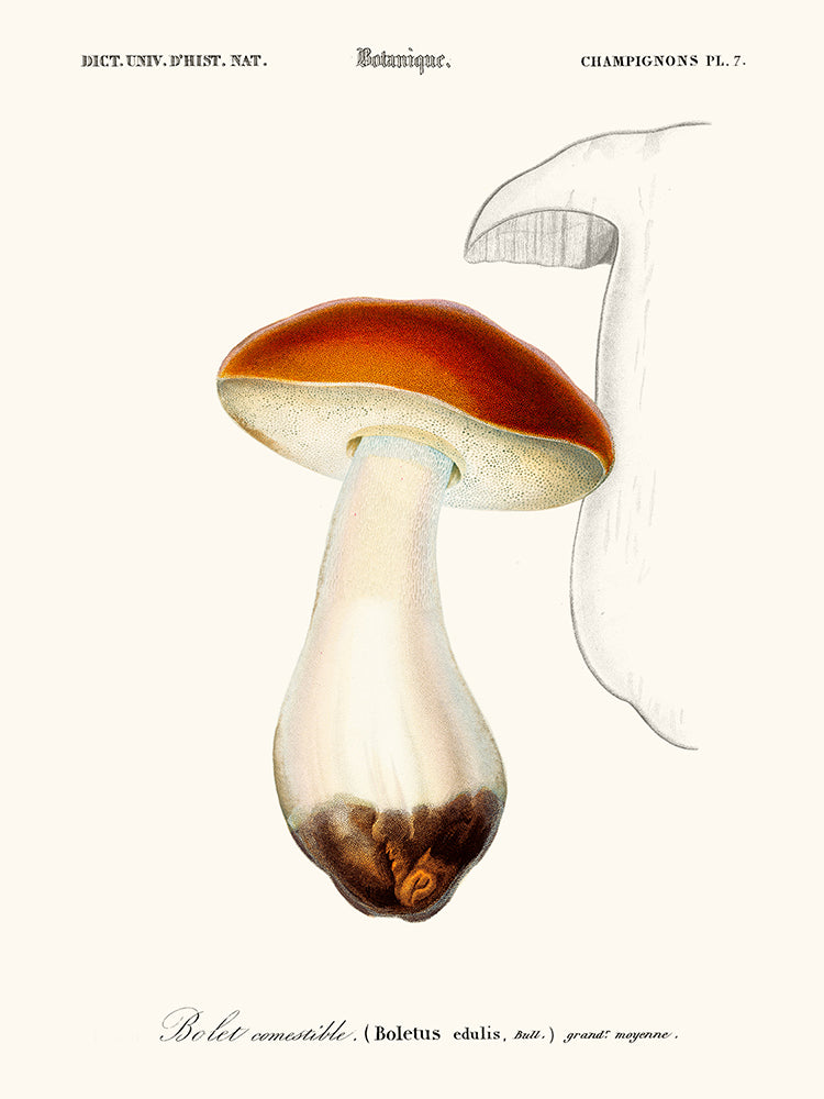 Bolet – Cartes-gravures.com