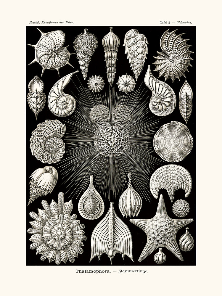 Thalamophora d'Ernst Haeckel – Cartes-gravures.com