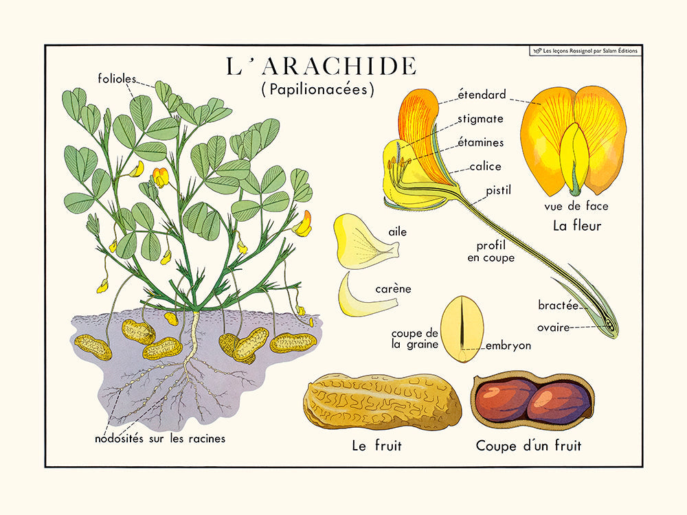 L'arachide – Cartes-gravures.com